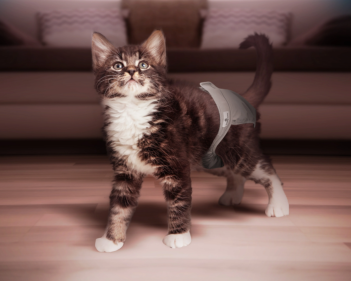 The Ultimate Guide to Cat Diapers: Everything You Need to Know | by ...