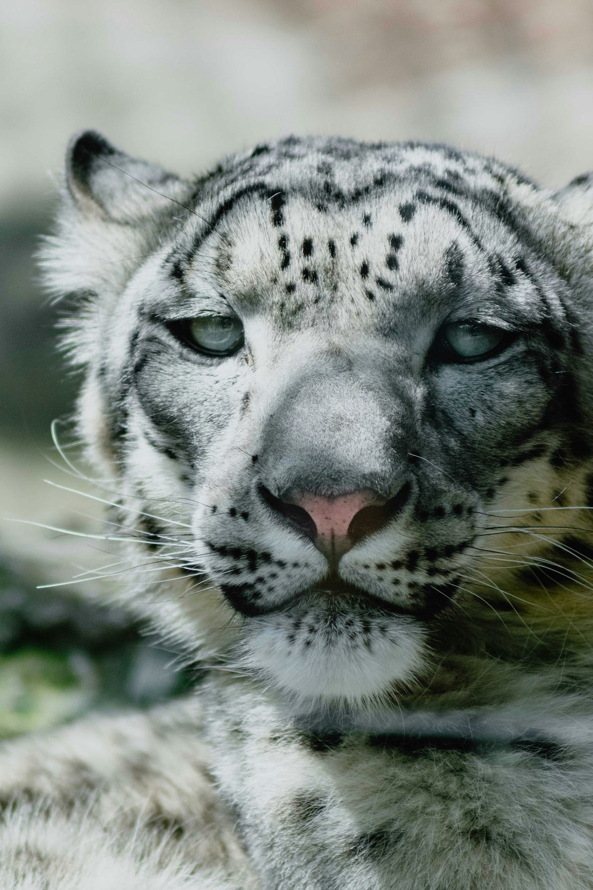 The Snow Leopard in Wonderland. The Vignette Gazette Edition #79 ...