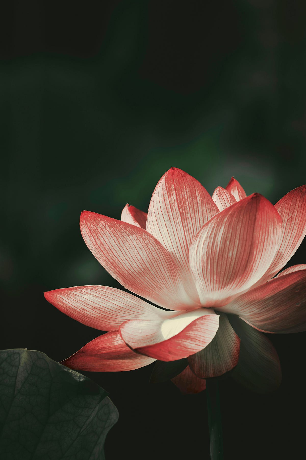 The Self-Care Myth. -Real self-care is a sacred pause— a… | by Deepa Anisa | Introvert Diary ...