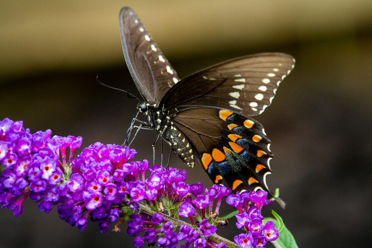 My First Monarch Visitor of the Season | by Trish Church | Jun, 2024 ...