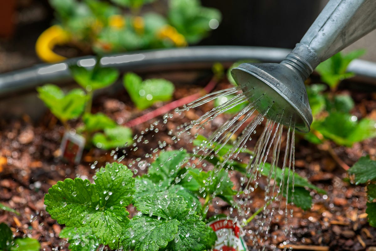 Bottom Watering: When It Works and When It Doesn't | Medium