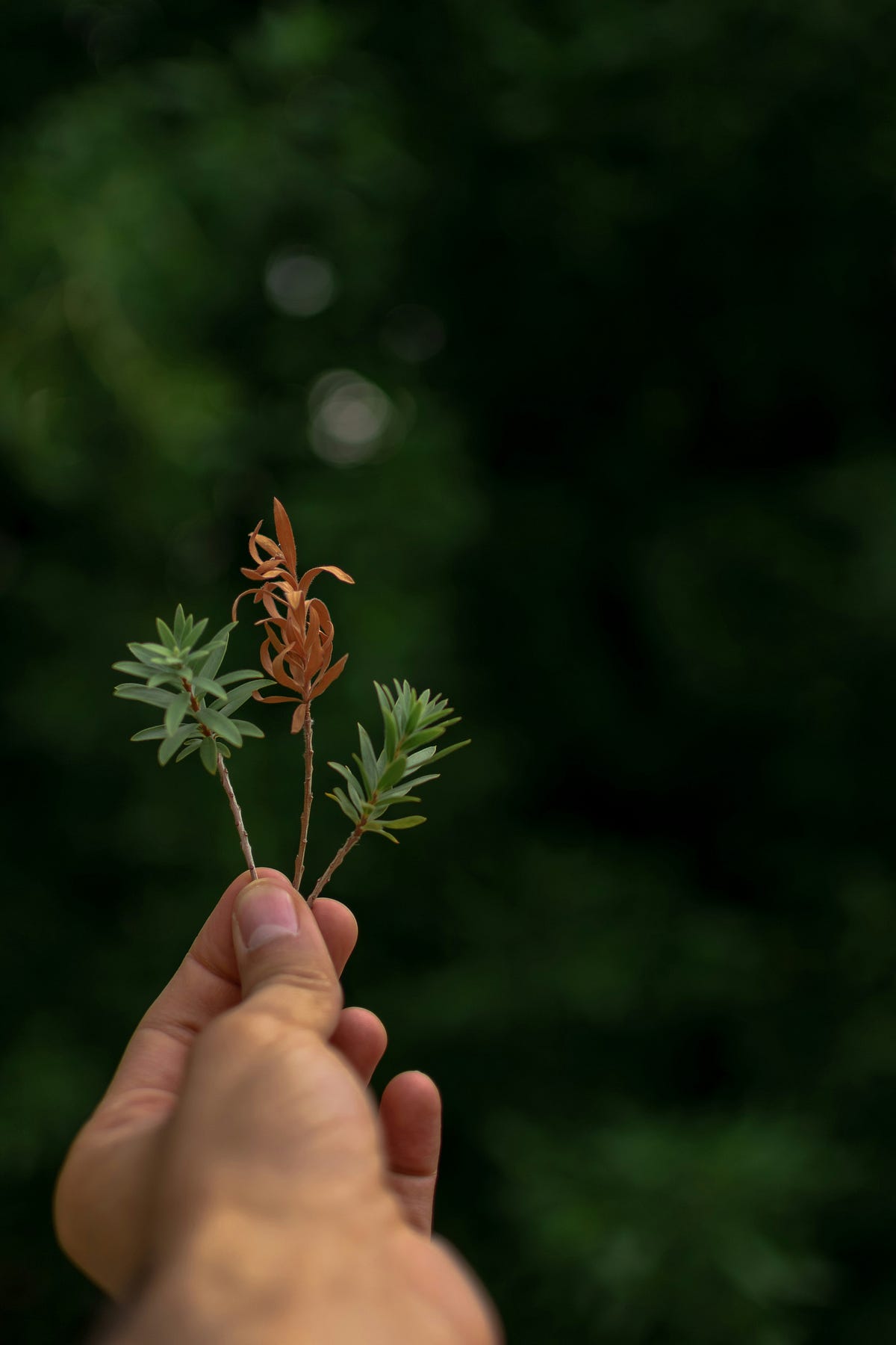 Can Plants Feel? Understanding Plant Perception and Responses | by Noor ...