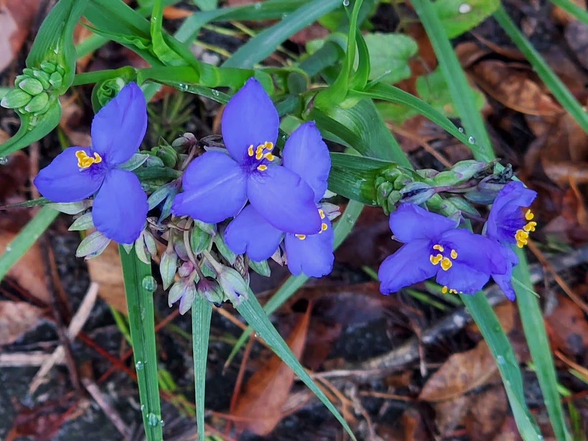 February Prompt — Seasons. Hello, Weeds & Wildflowers, | by Dennett ...