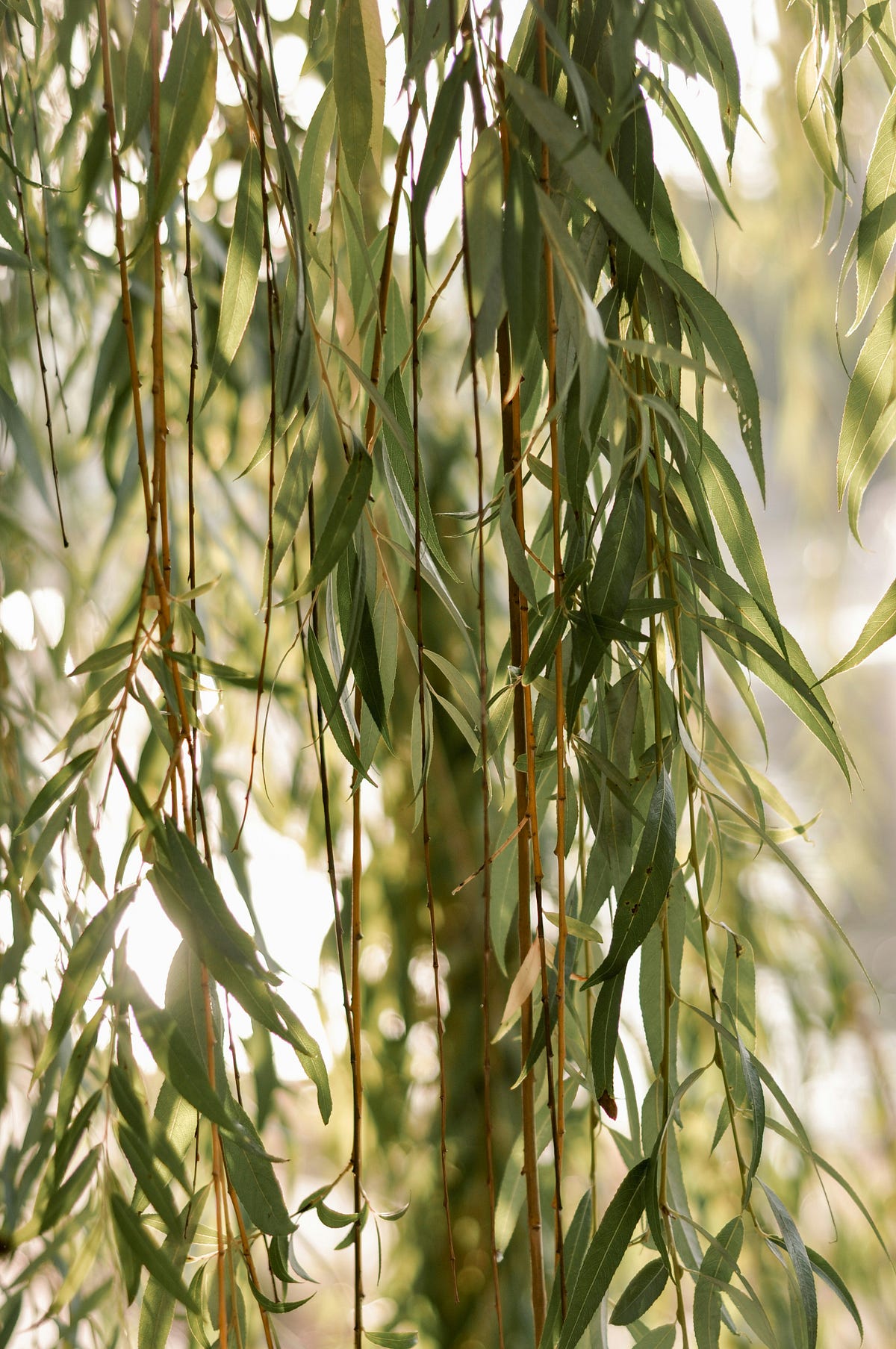 Willow Tree. Symbolism, Uses, and Natural Beauty | by Alex Heninger ...