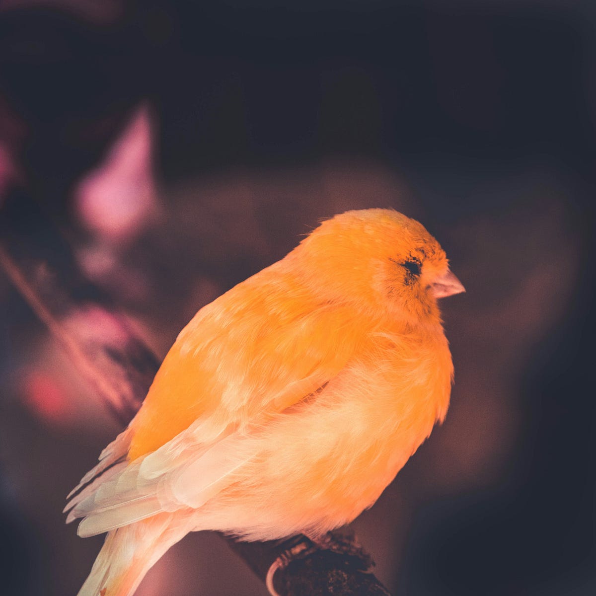 How To Implement Canary Deployments With Kubernetes By Davidevnco 5413