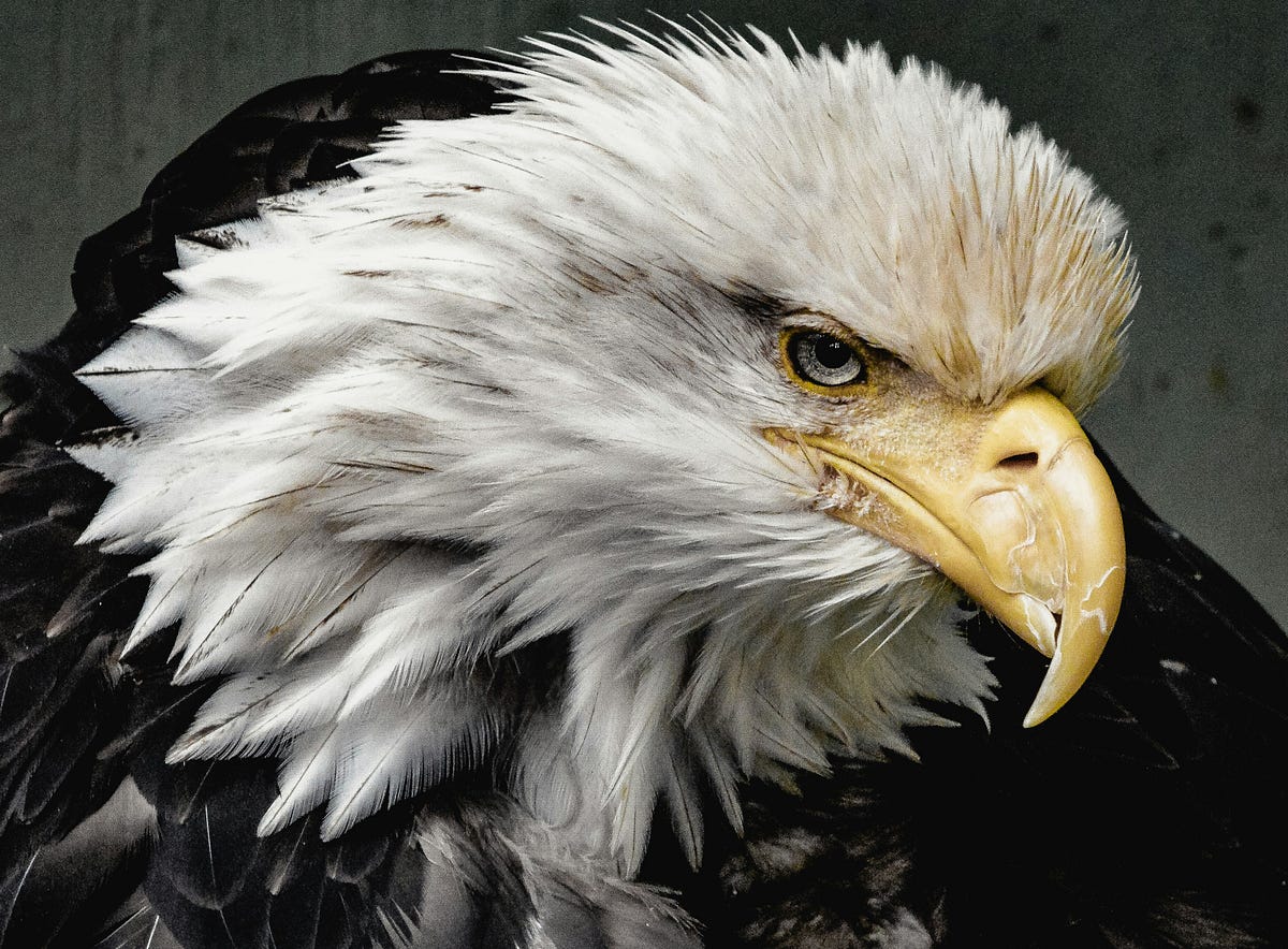 Eagle Flight - 2-Bite Stories - Medium