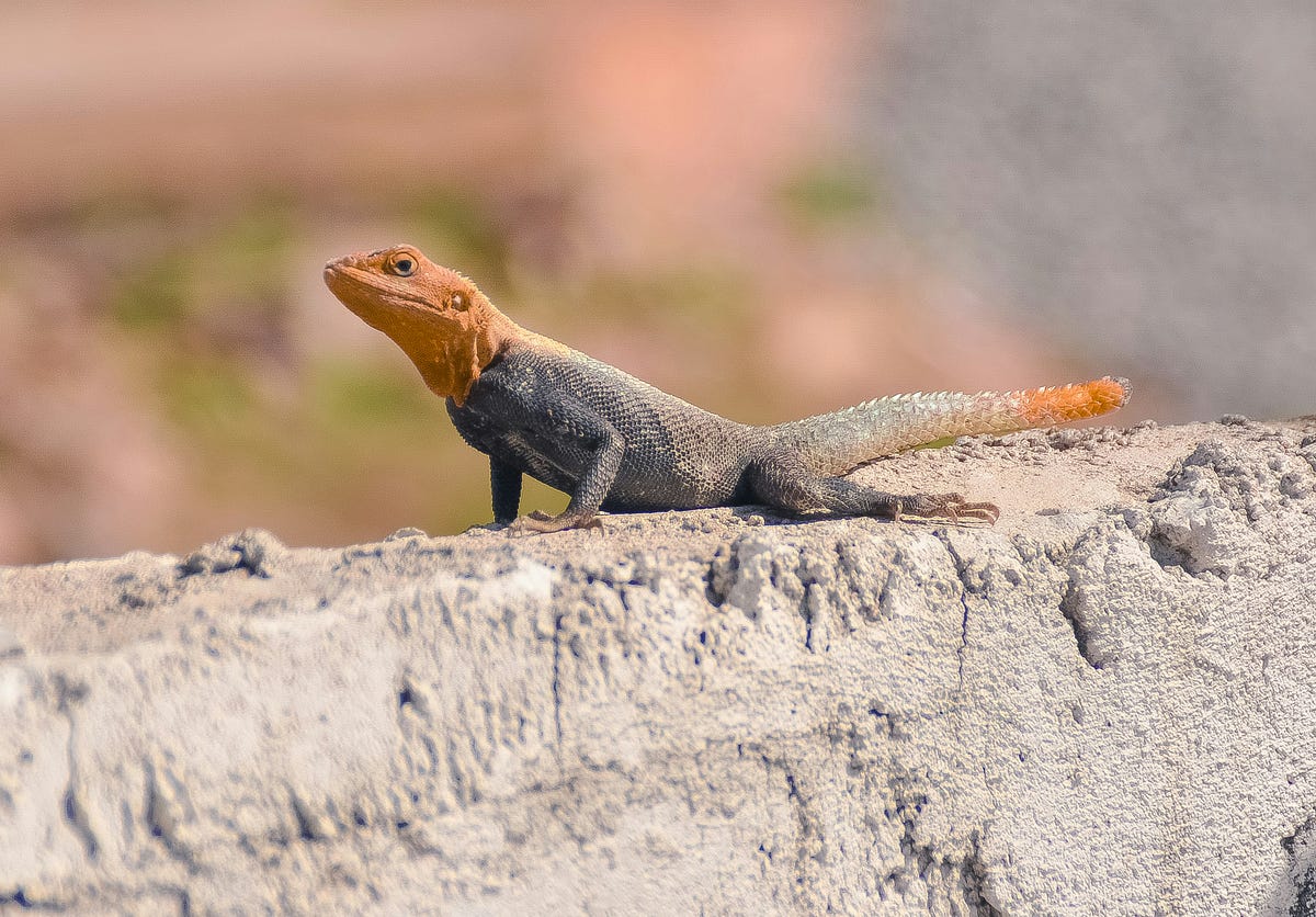 Enemy Lizard And The Gateman. A Lesson in Keeping Cool | by Josh Mark ...