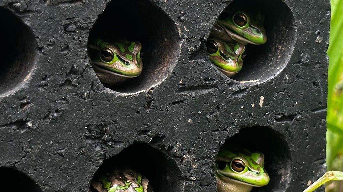 Frog ‘Saunas’ Help Endangered Frogs Survive A Deadly Fungal Pandemic ...