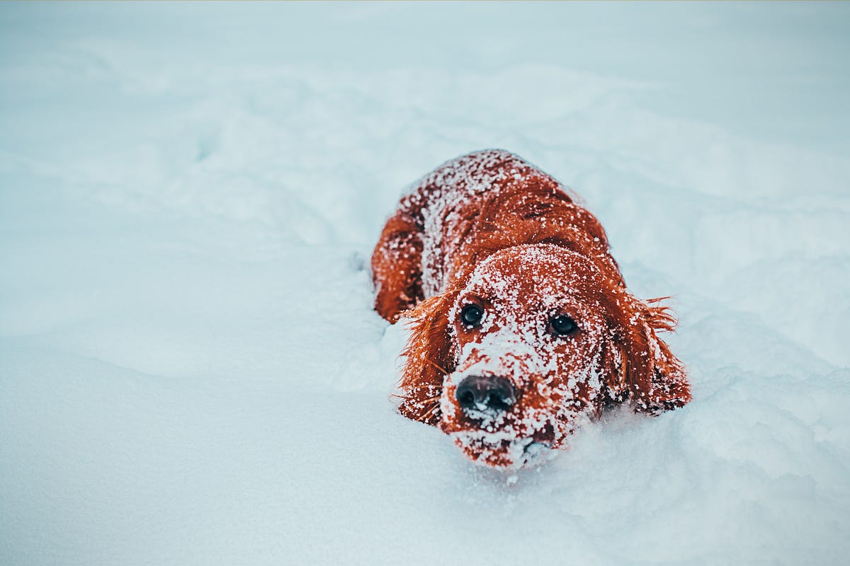 To Never See Snow Again?. Here in the relatively warmer area of… | by ...