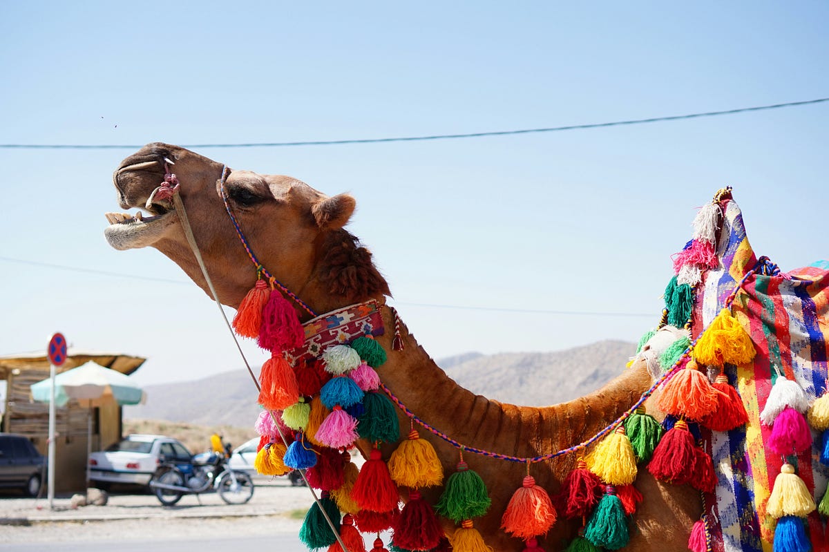 Is Camel Jumping the Most Bizarre Sport? Not By a Shin Kick | by ...