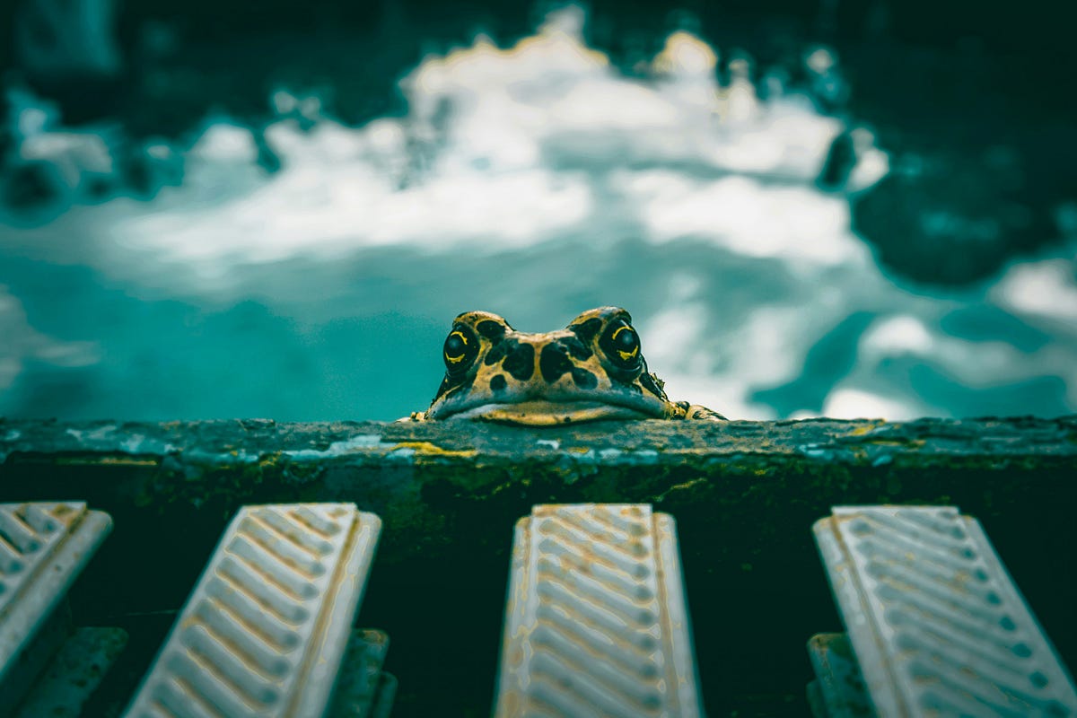 Leap to Freedom. In twilight’s soft embrace, ‘neath… | by Jane Katt | May, 2024 | Medium