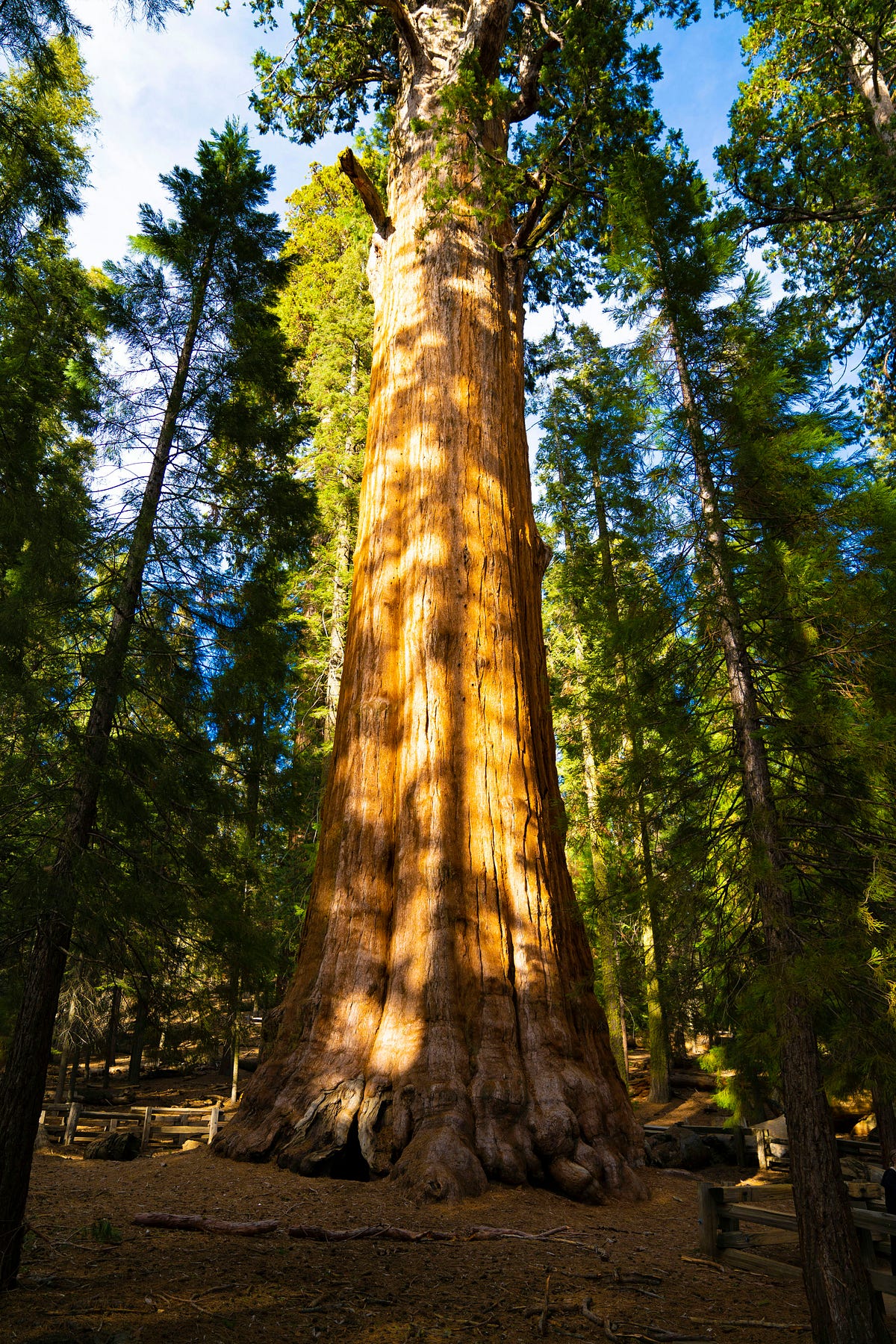 The Tragic Tale of Packsaddle Grove, by Jennifer Normoyle | by ...