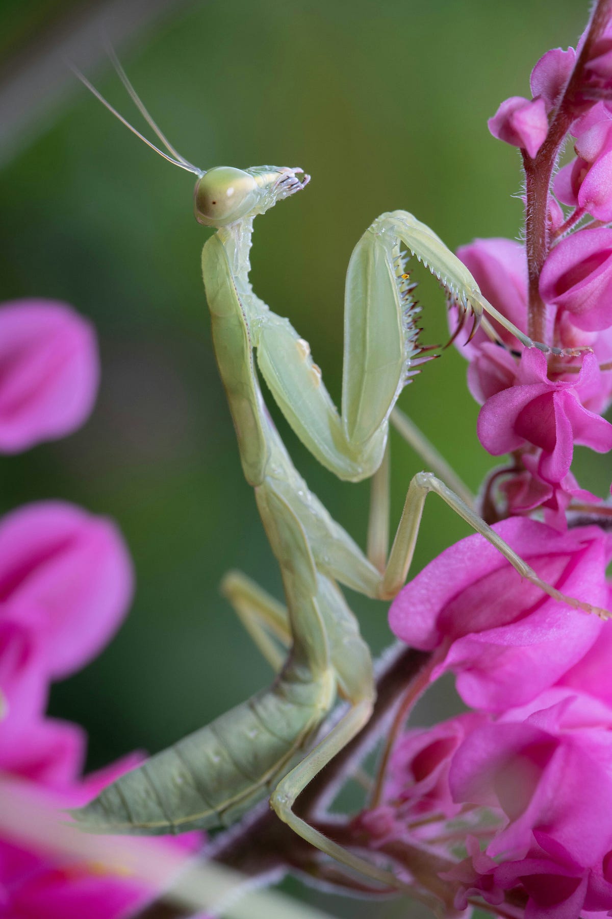 Death of a Mantis. Why your job is not to make your kids… | by Sue ...