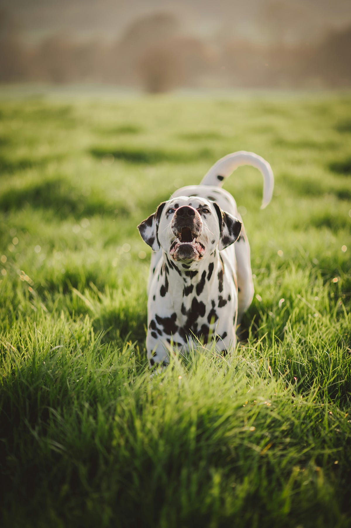 Ultrasonic Bark Control Devices Safe For Dogs - Lily Constantine - Medium