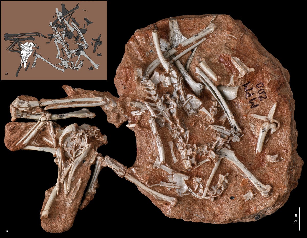 How an Ancient Fossil Bird Unlocked Secrets of Avian Evolution | by ...