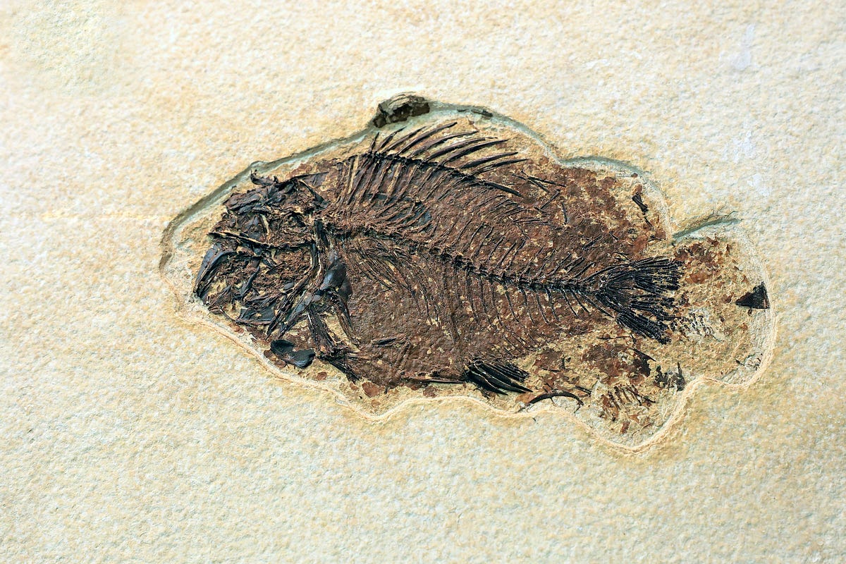 Paleontology and Fossils in Turkey | by Mertheus | Fossils et al. | Medium