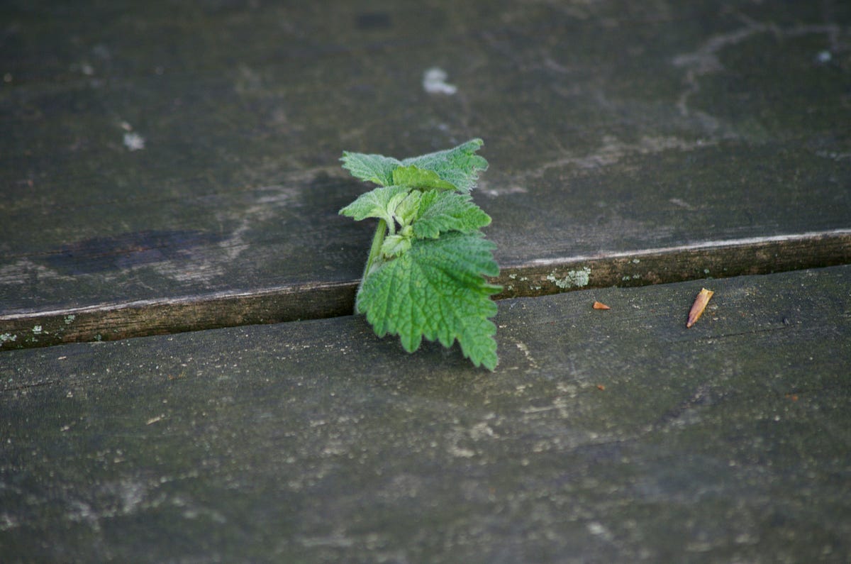 The spaces in between. A case for why we should embrace them… | by Rupal Ray | Apr, 2025 | The ...