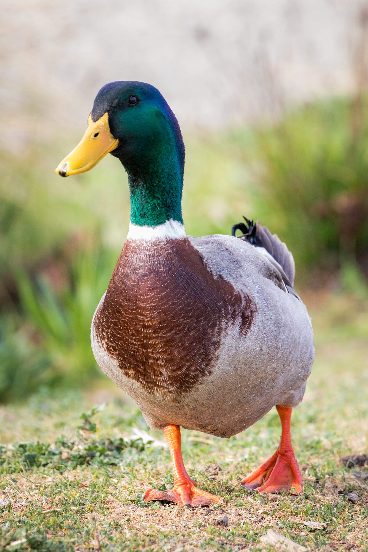 Friends Forever: The Duck’s Special Story | by Amir Bibi | World of ...