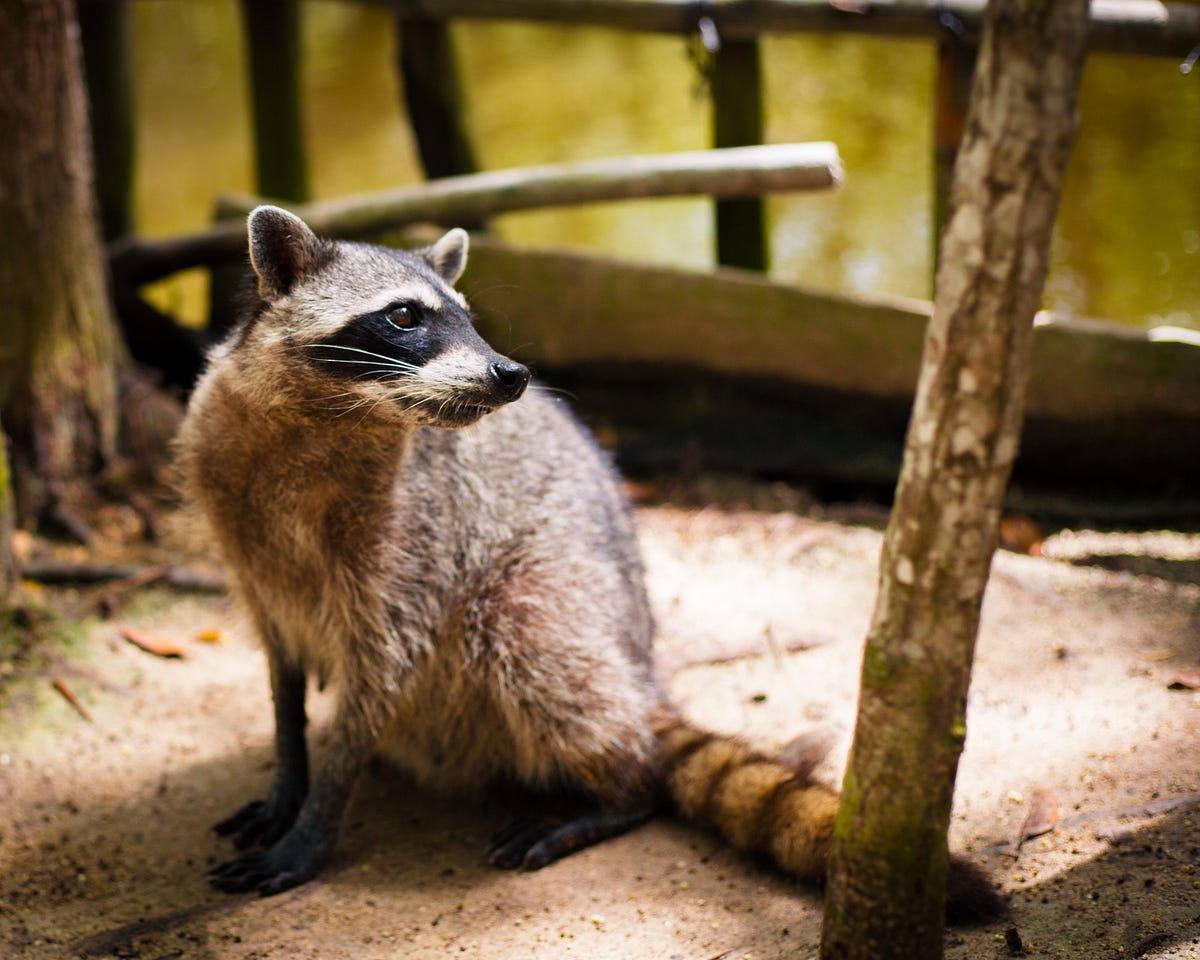 How Did Japan Become Infested with Raccoons? | by Jason Ward | Curated ...