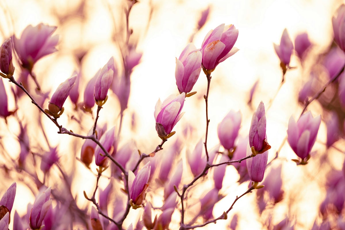 Silent Sage: A Place to Breathe and Grow Welcome to Silent Sage. This is a quiet space — a place ...