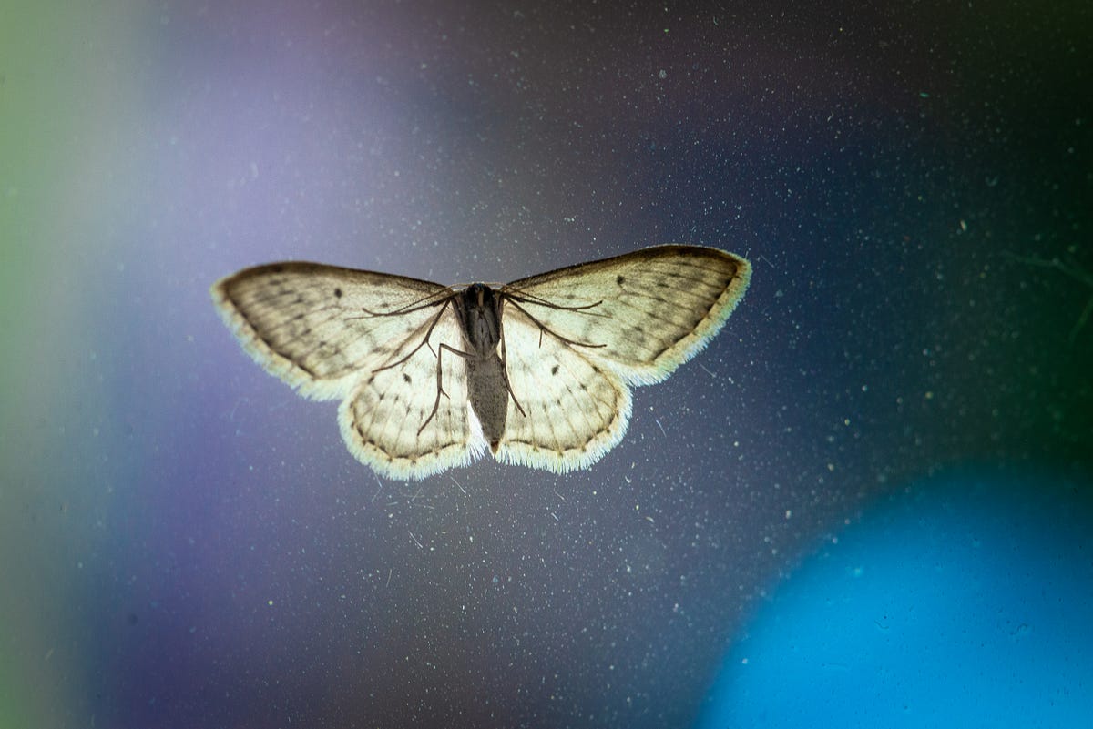 It’s just a moth. A look into why we fear non-threatening… | by Ashley ...