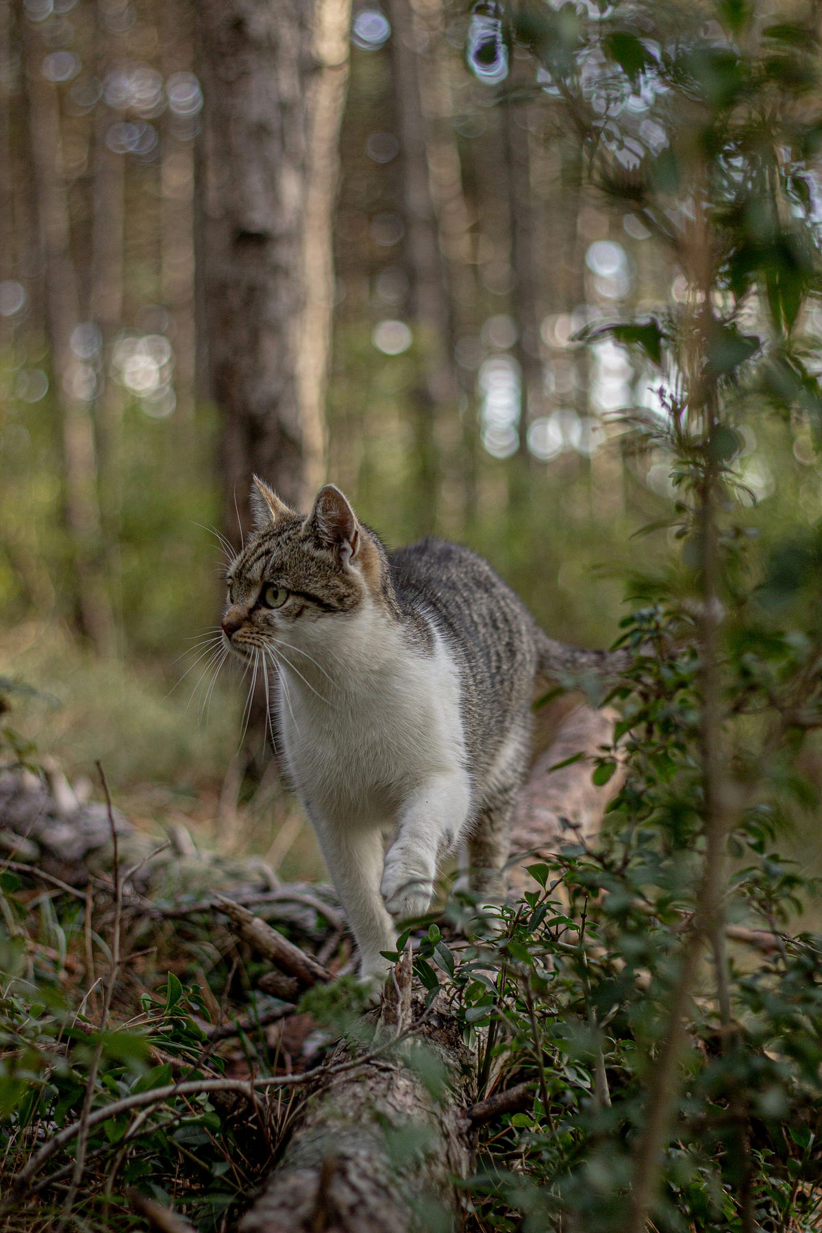 Before You Applying Ensemble Algorithms You Need to Know About Trees | by Bohsun Chen | Medium