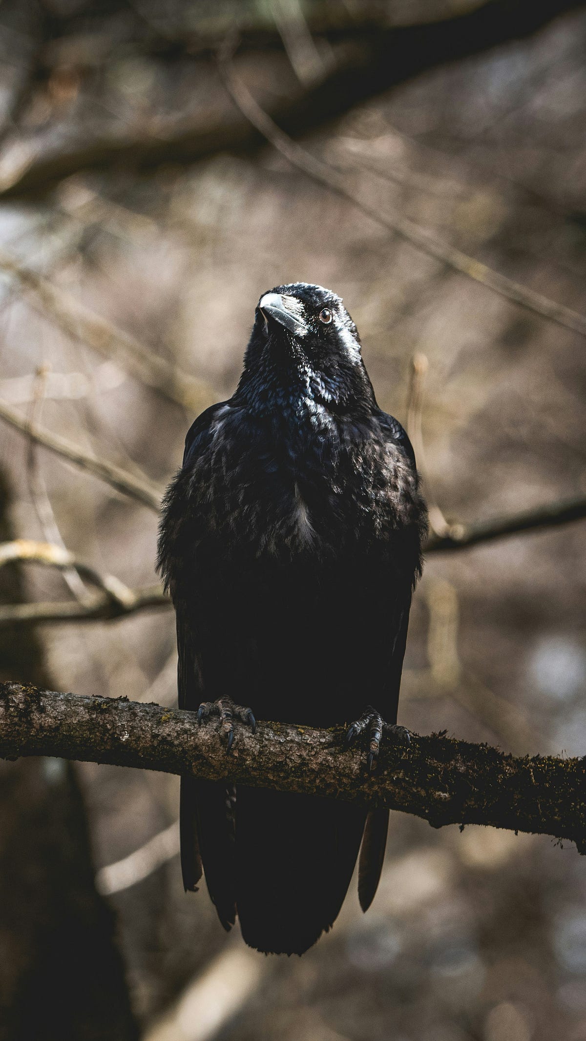 “Nevermore” and the Human Mind. Understanding The Raven by Edgar Allan ...
