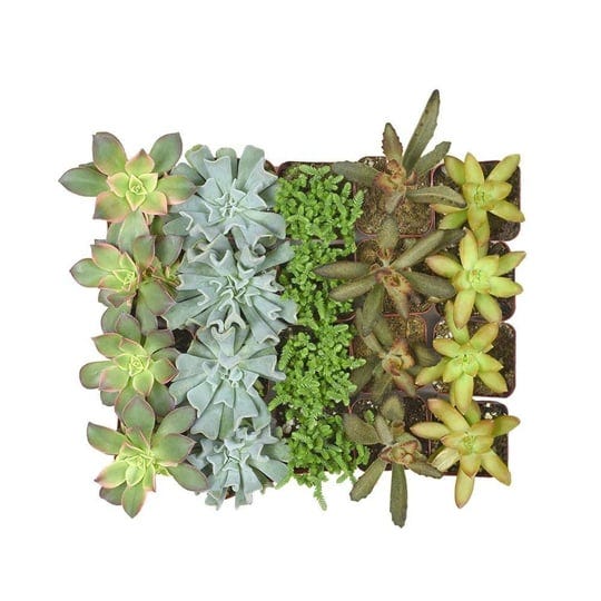 Mini Succulents Bulk | by Jacob Cisneros | Jul, 2024 | Medium