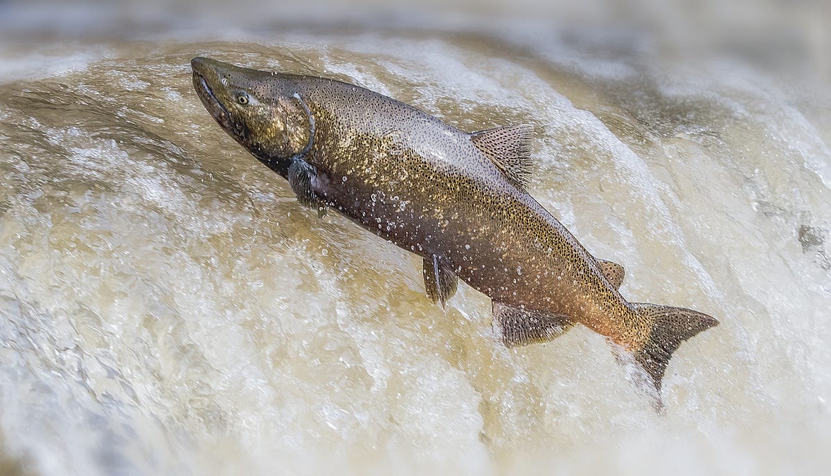 Unhealthy Forests Are Harming Salmon | by Heather Fergus | Sep, 2024 ...