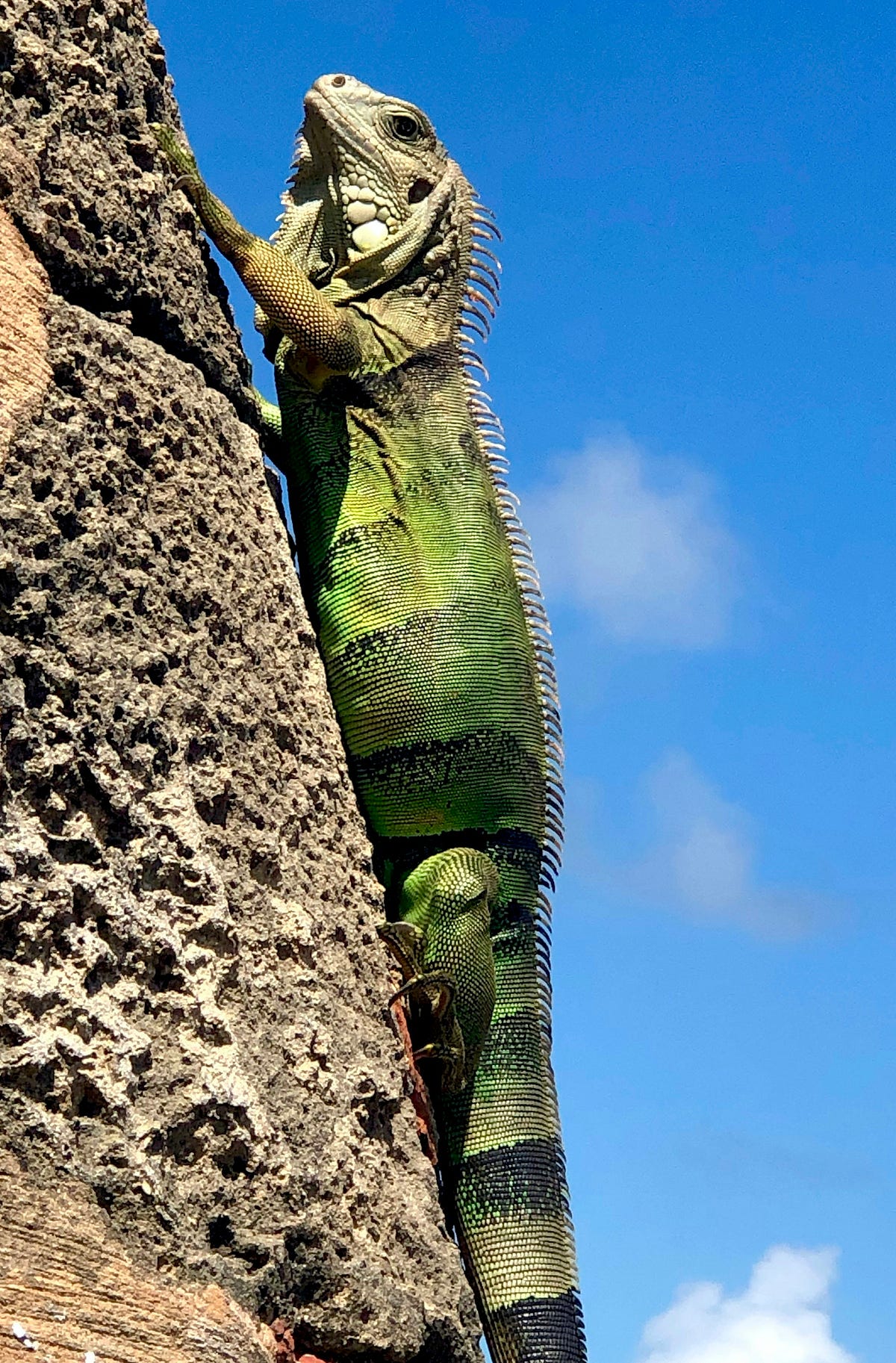 Falling Iguanas. My January in Florida | by Dennett | Weeds ...