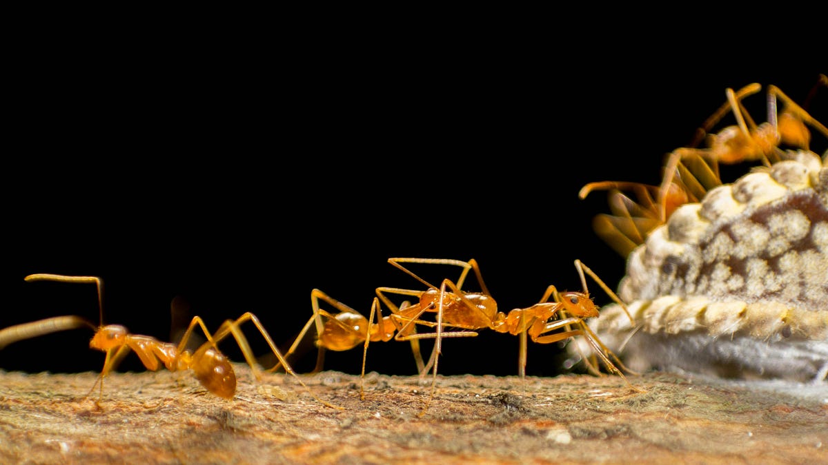 Four Beautiful Life Lessons We Can Learn From the Wisdom of the Ants ...