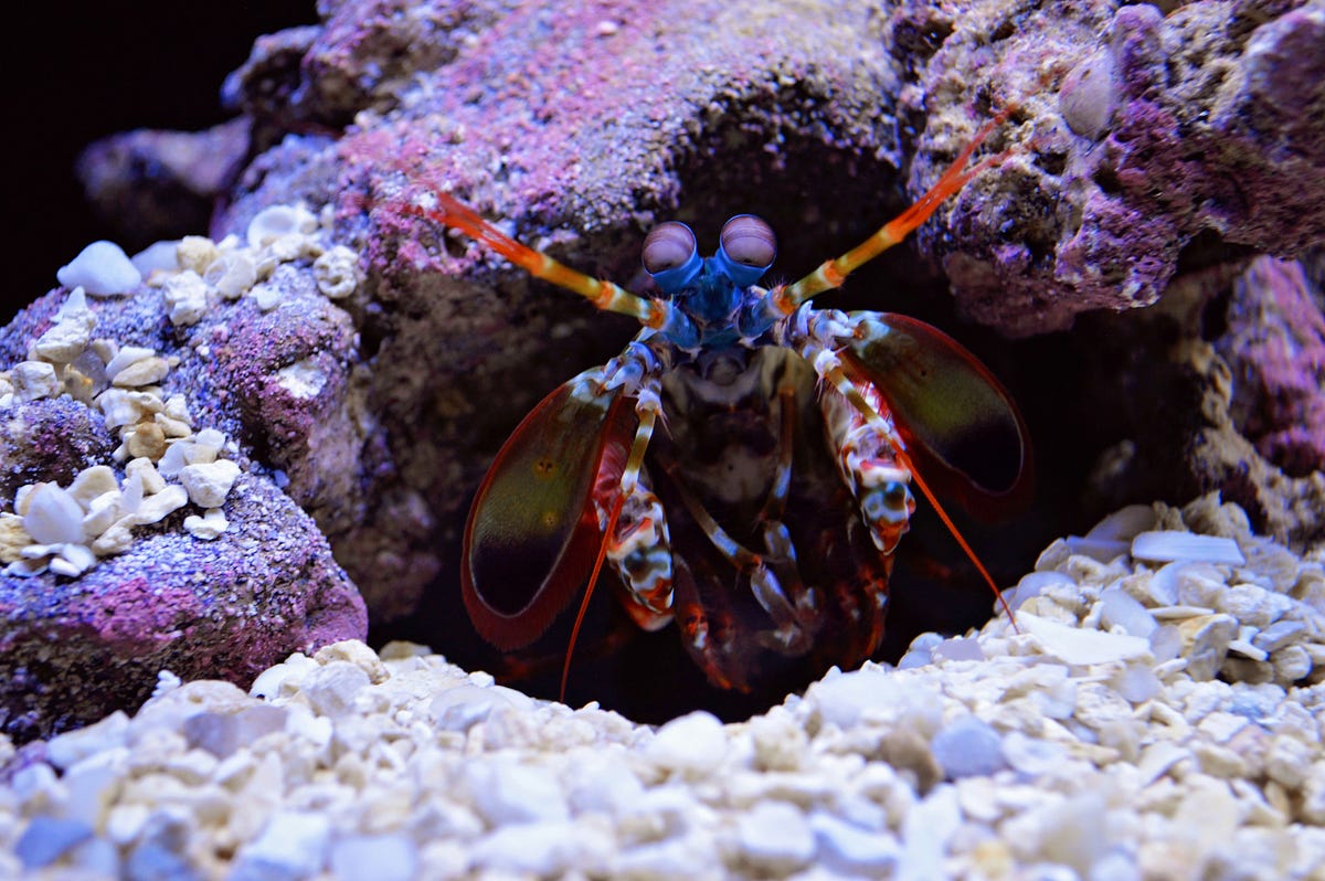 Seeing Beyond Human Vision: Inside the Extraordinary Eyes of the Mantis Shrimp | by Michael C ...