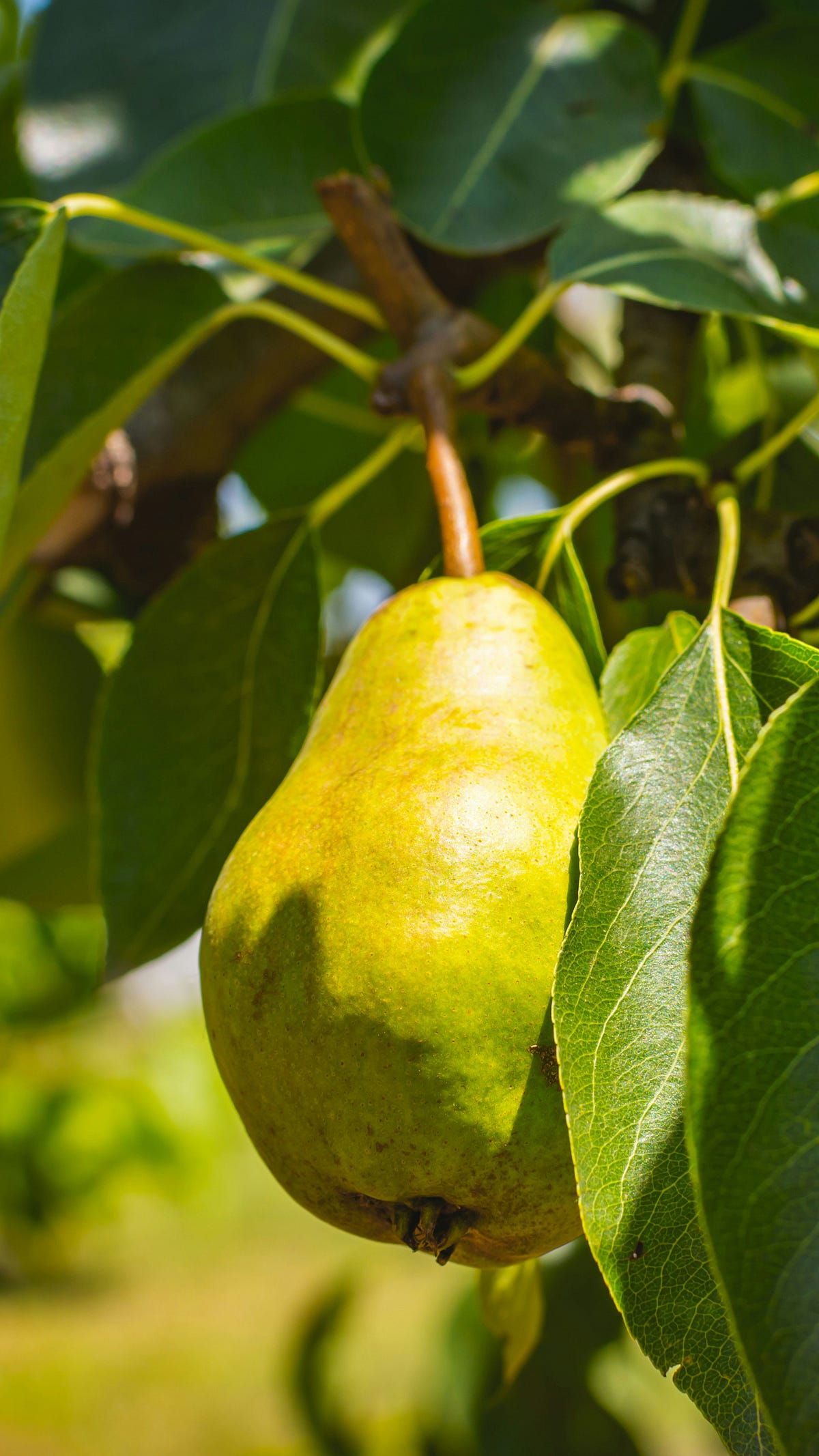 The Pear. A Drabble | by Jonny Masters | Fiction Shorts | Medium