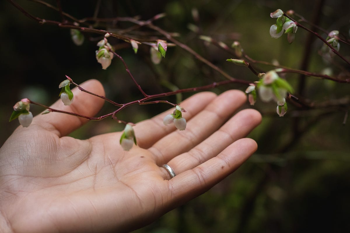 Springtime’s Womb. A poem about seasonal rebirth | by Twilight ...