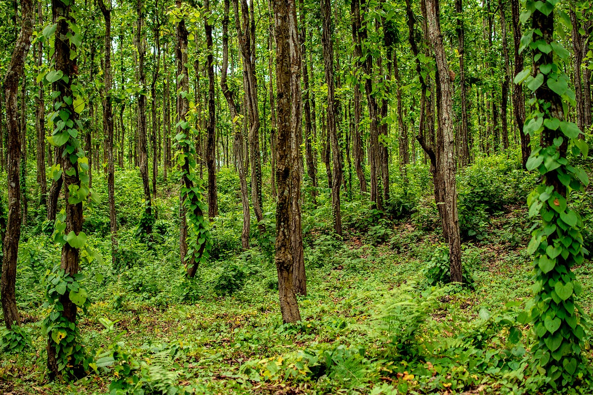 Monsoon Forests in India. Monsoon forests, also known as tropical… | by ...