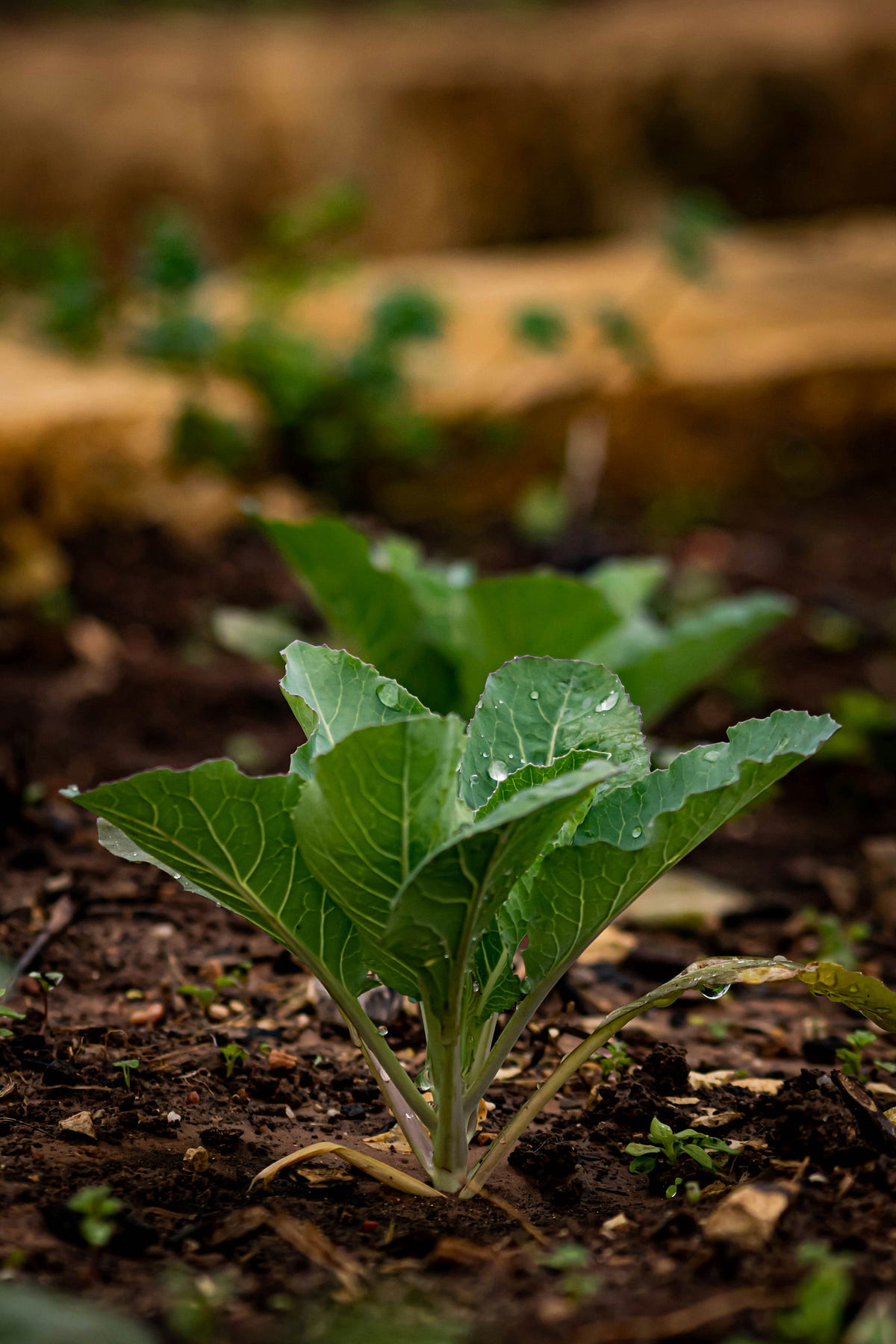 Mud, Lettuce, and Love. A short story | by Anna Soldenhoff | Stories on ...