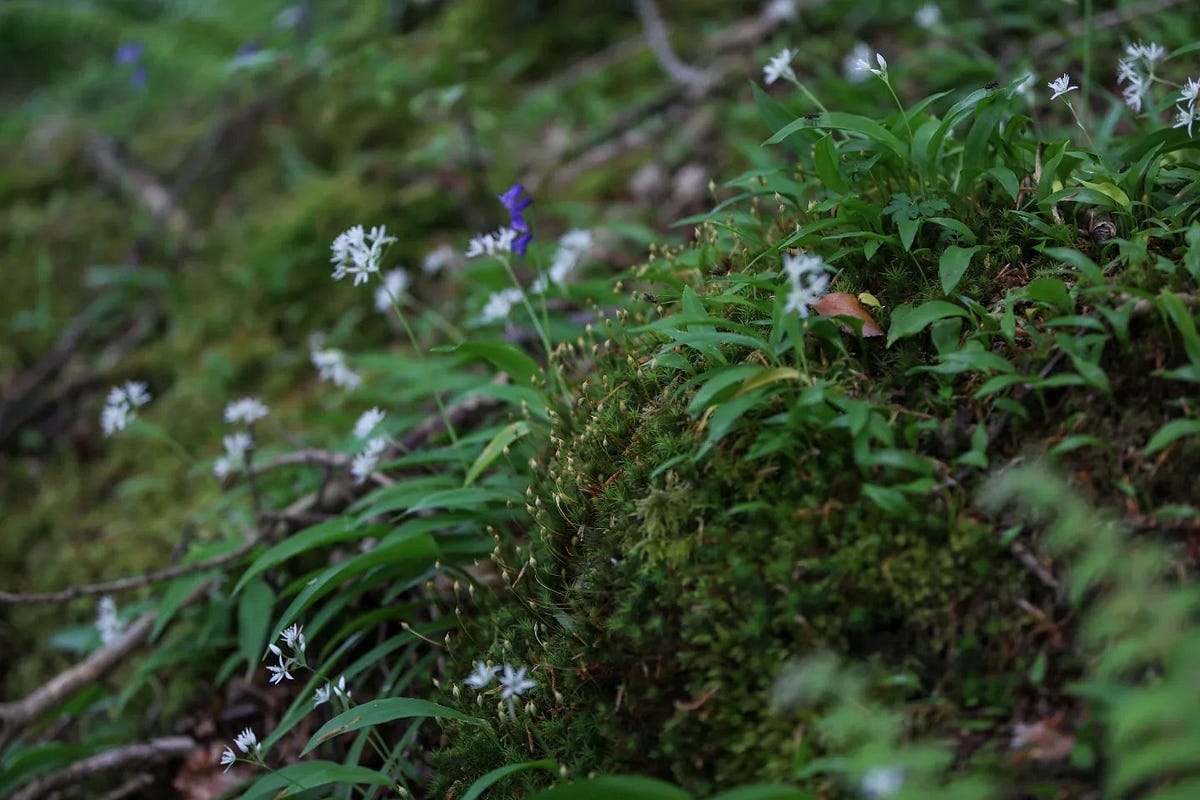 Tentative Signs Of Spring. In the very cold | by Christine Morris Ph.D ...