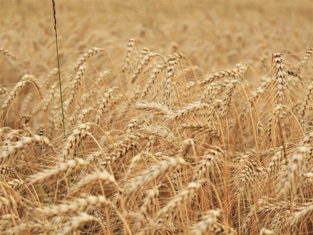 Barley For Your Health. Improve your health with this grain | by ...