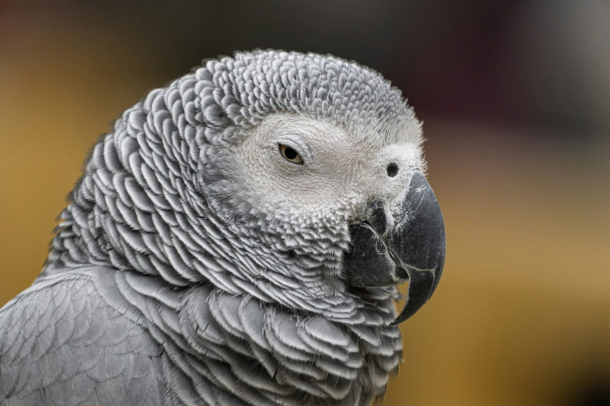 Alex, The Parrot That Spoke Human | by Axel Casas, PhD Candidate ...