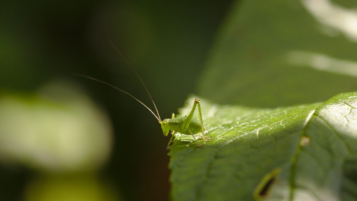 The Insect Choir. The soundtrack of late summer | by Deborah Barchi ...
