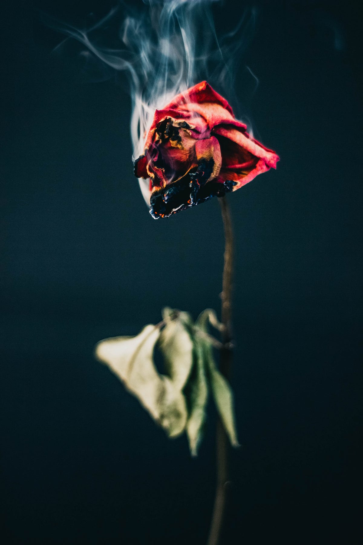 The Deadly Cycle. Photo by Caleb Shong on Unsplash | by Krystal ...