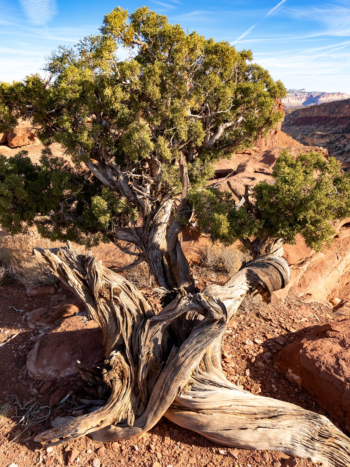 Unstructured Branch. Nature’s abstract art, in a tree. | by Emily ...