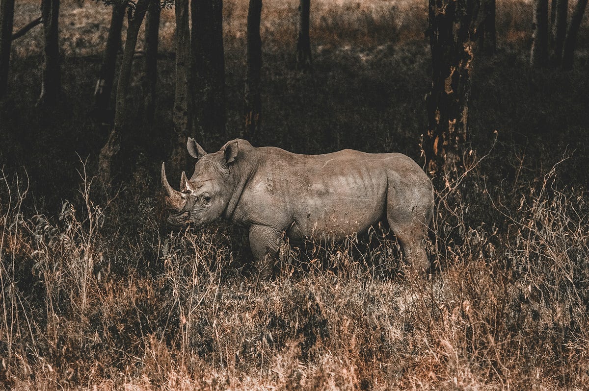 Lone Rhino. A Poem | by Light and Paper | Blue Insights | May, 2024 ...