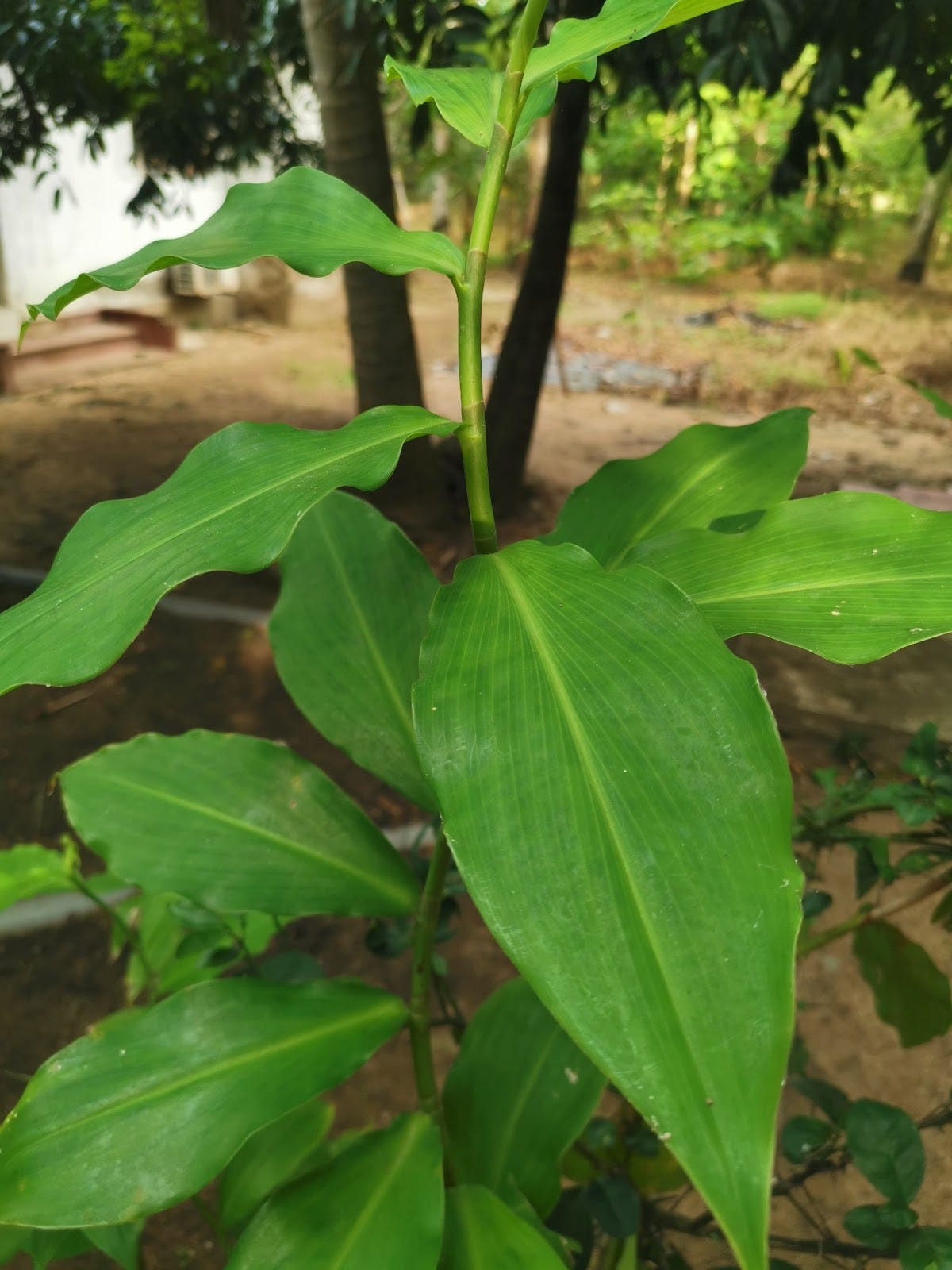 Ayurvedic Natural Insulin Plant Dry Thebu Leaf Powder- Costus Igneus ...