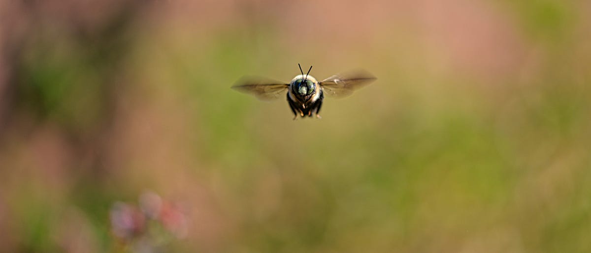 Embracing the Buzz: Why We Should Learn from Bees | by Anthony | Feb ...