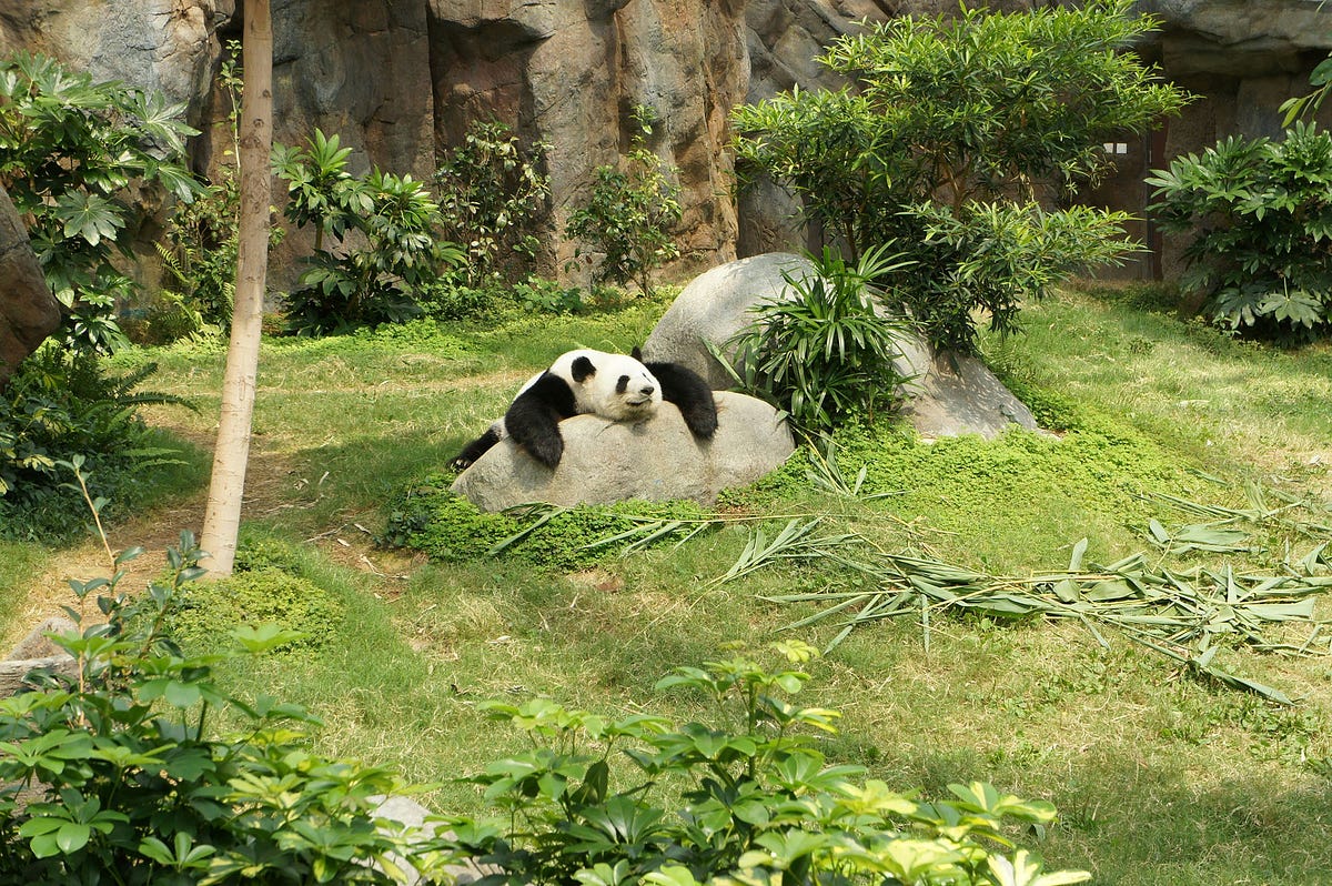 Uma Vez Panda, Sempre Panda. Estava na sala. Deitada no nosso sofá ...