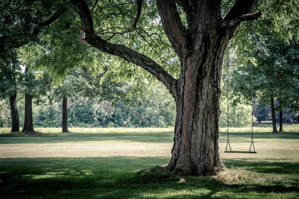A Tree’s Monologue. A Satirical Essay on Humans | by Creeping between ...