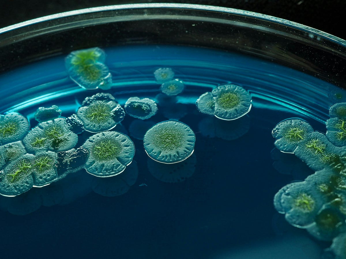Overview of the Fungal Genus Candida | by James / JPMicroBioInsights ...