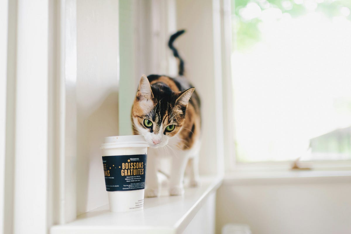 Nudging Fifty With a Cat and a Coffee | by sea-at-sunrise | Feb, 2025 ...
