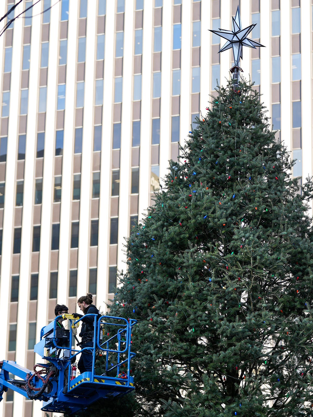 City of Cincinnati Tree Removal: Expert Guide & Tips | by Joseph Woods ...
